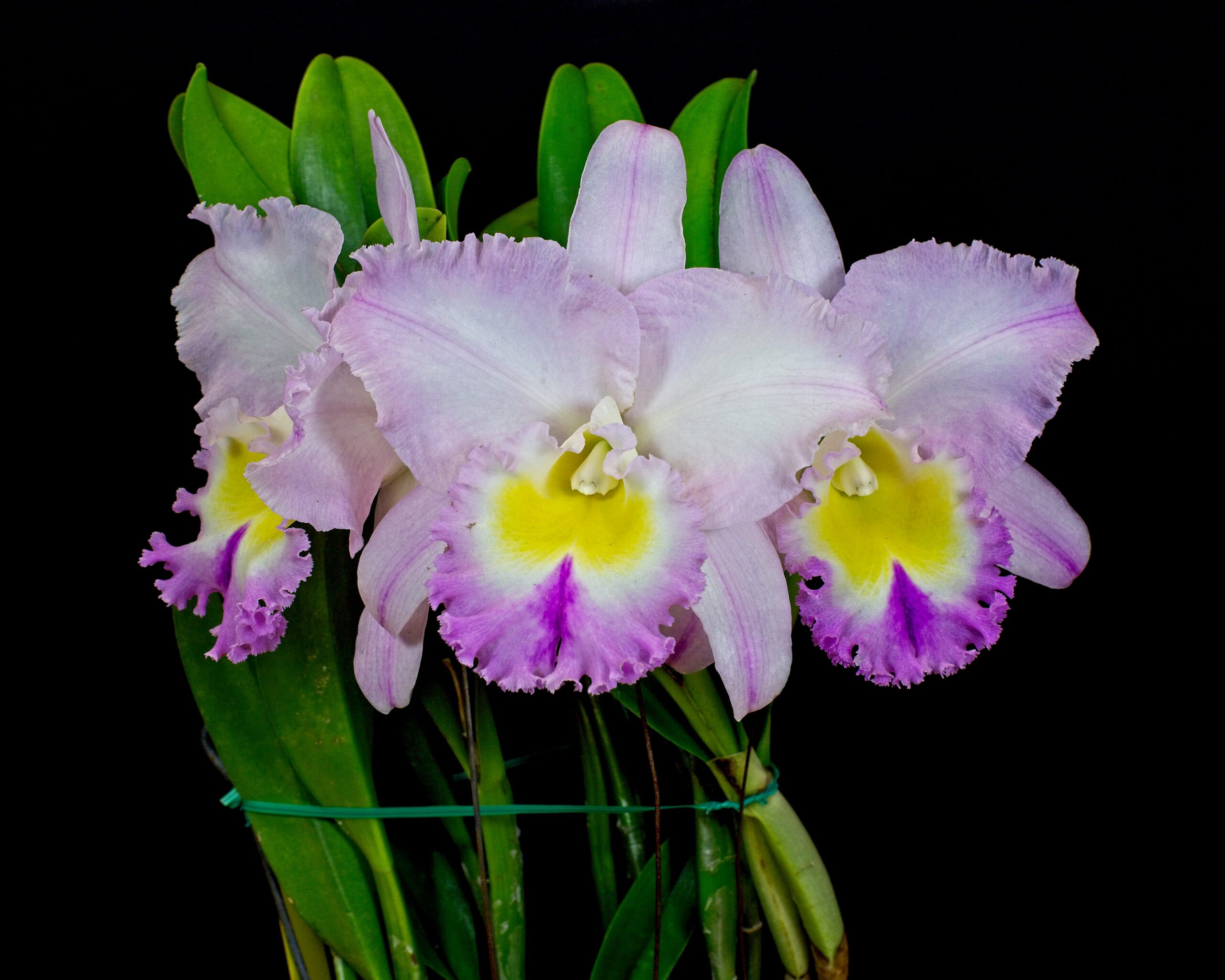 2022-41 Rlc. Momilani Jewel 'Koko Head' - Honolulu Orchid Society