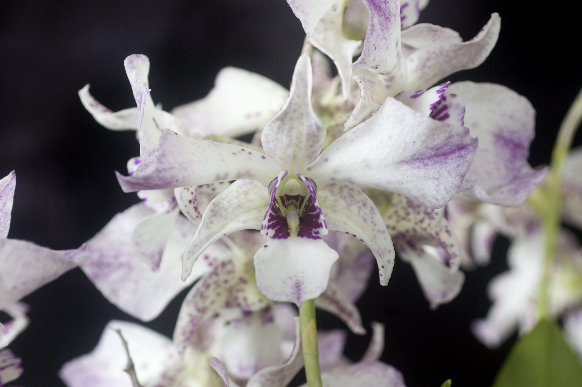 2018-01 Den. Roy Tokunaga 'Pink Blush' - Honolulu Orchid Society