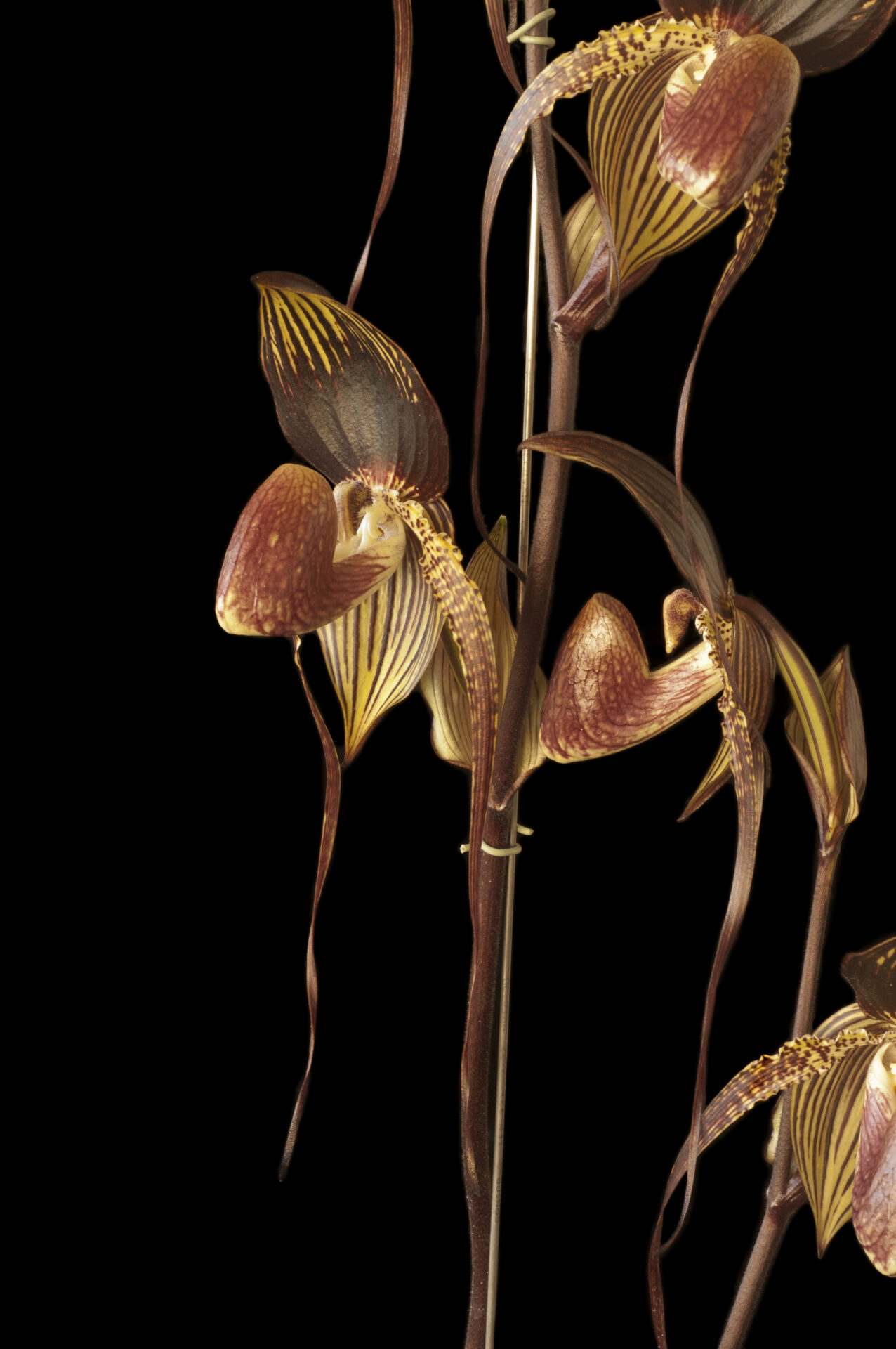 2018-11 Paph. Wossner Black Wings 'Pamela's Lestat' - Honolulu Orchid ...