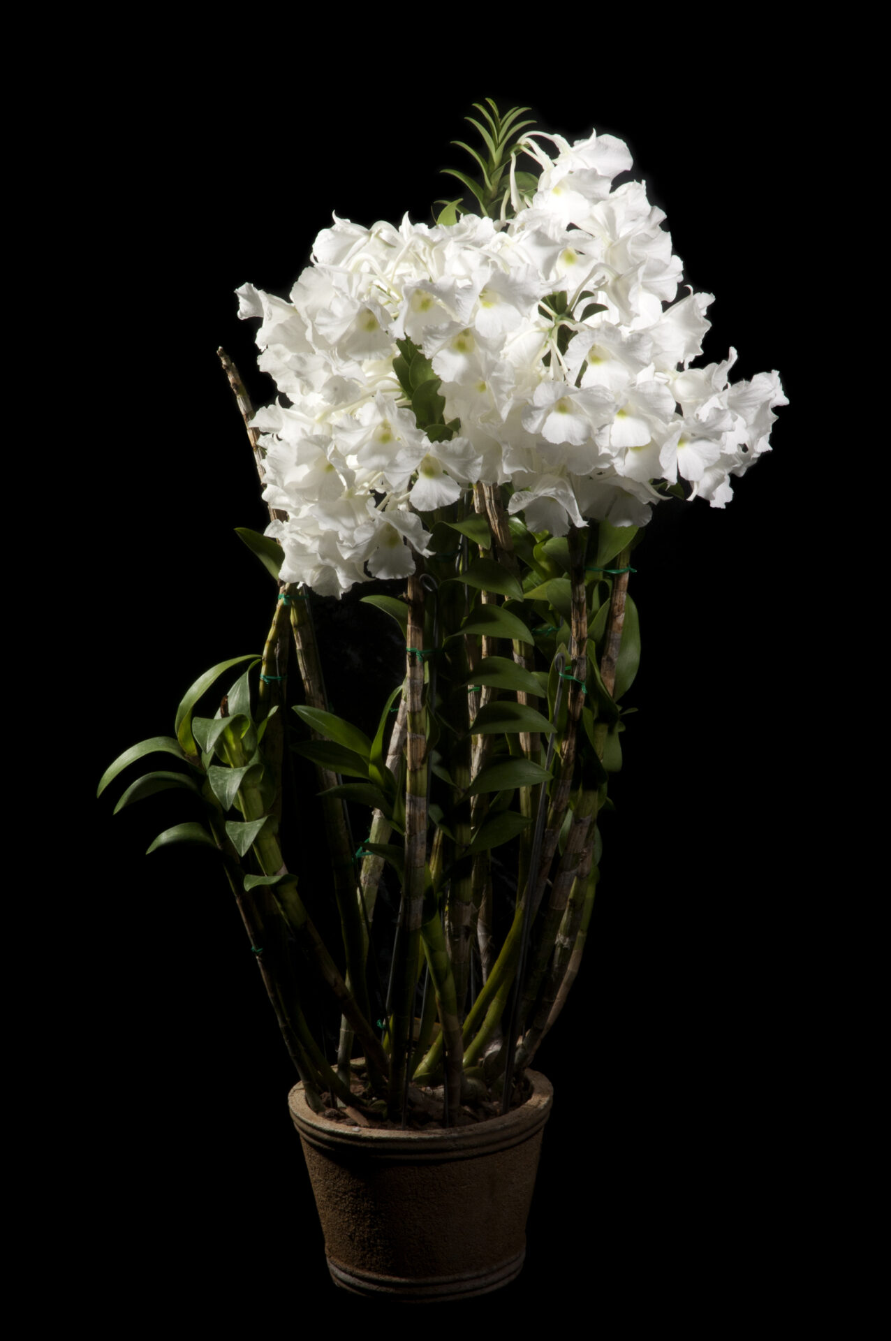 2018-42 Den. Jane Warne 'Hailey Wald' - Honolulu Orchid Society