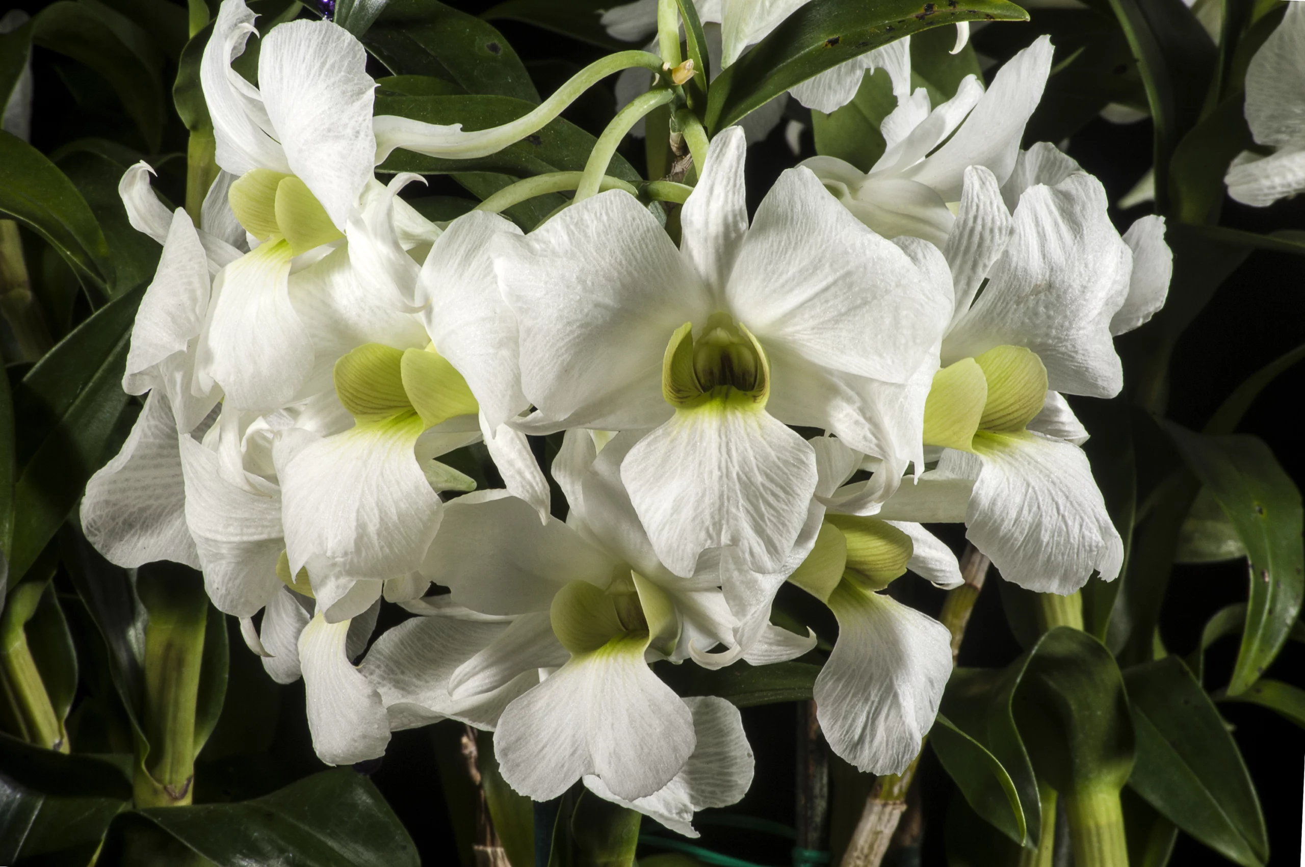 2015-08 Den. Thomas Warne 'Kathy Yamamoto' - Honolulu Orchid Society