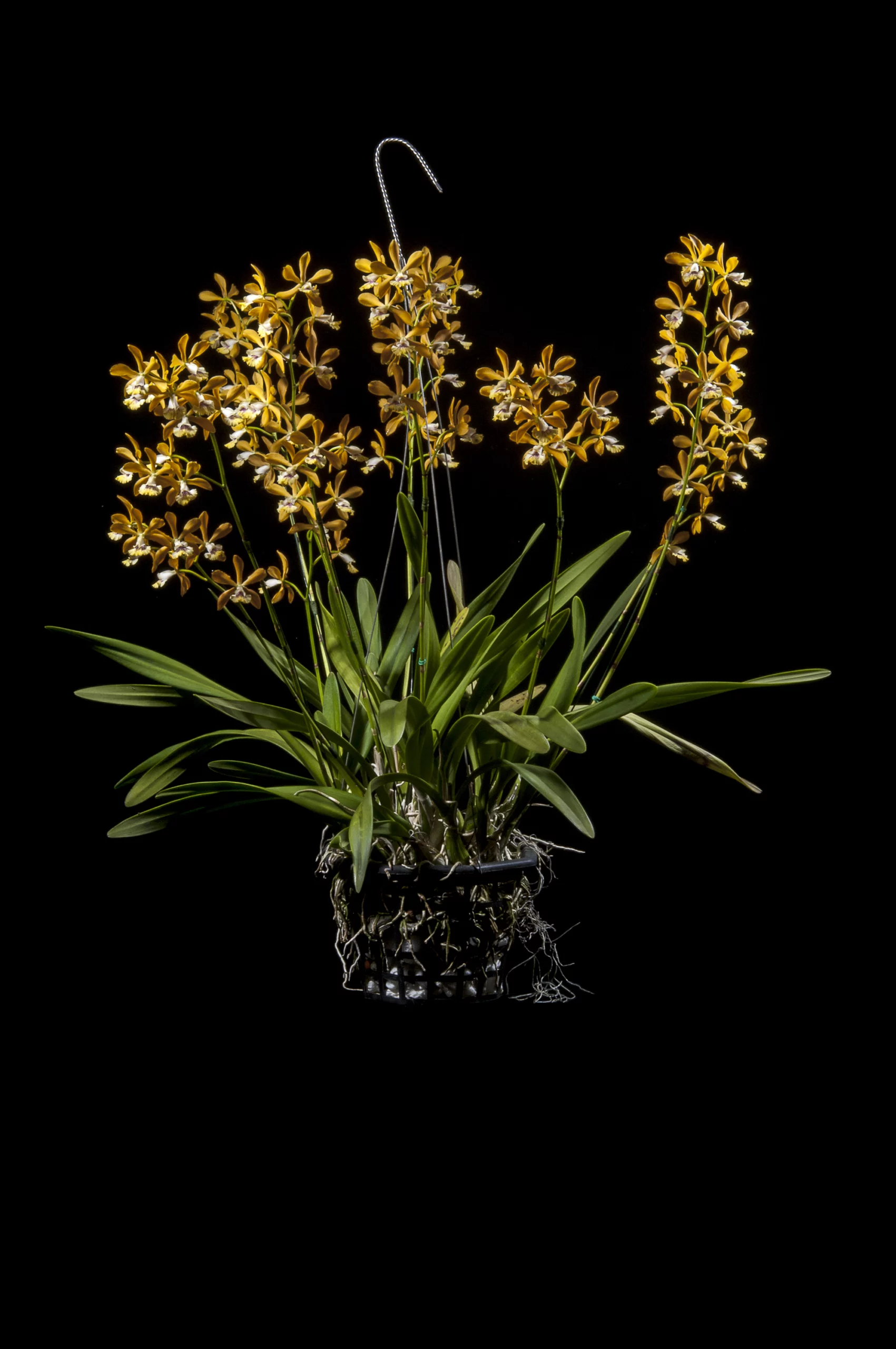 2015-17 Lou. Pualani Mango 'Pualani' - Honolulu Orchid Society