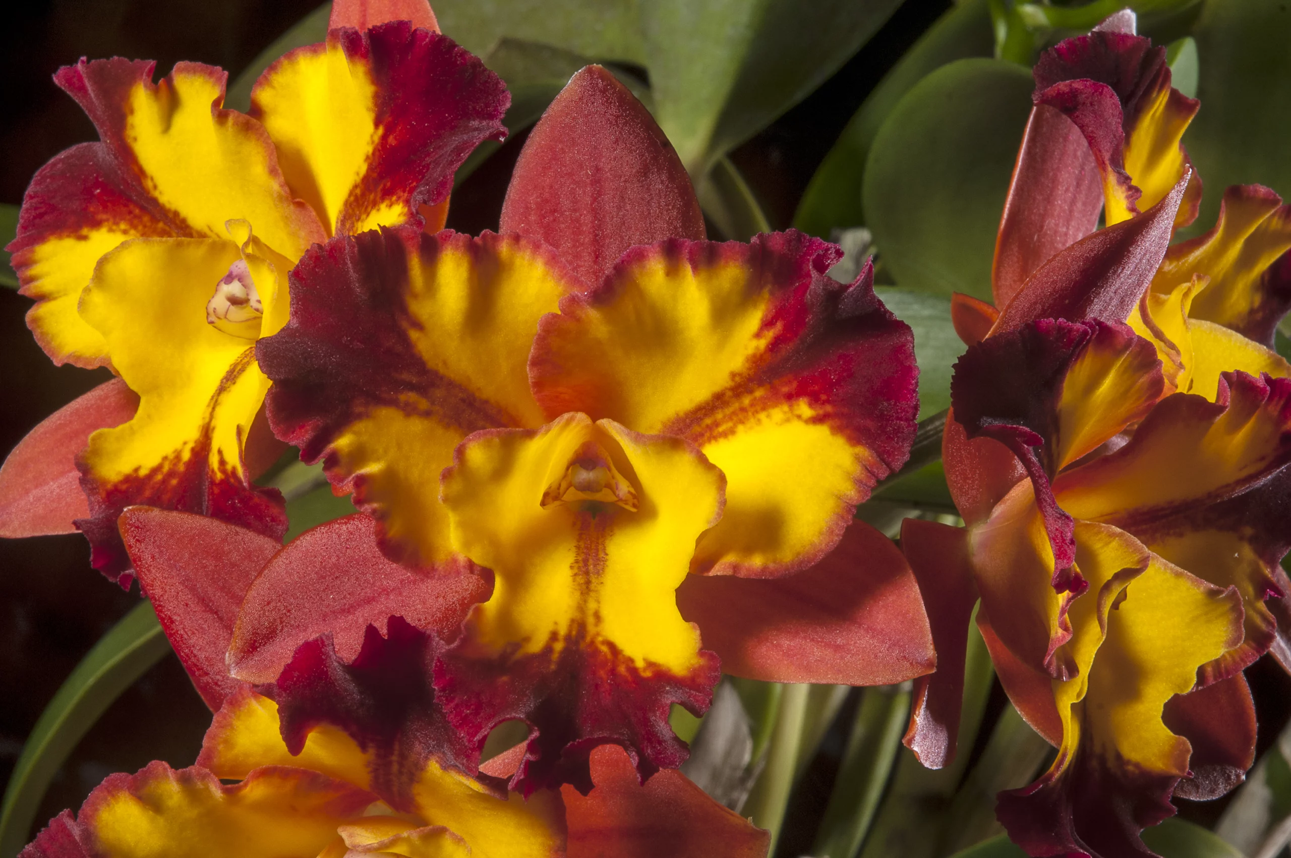 2016-01 Rth. Burana Fire 'Momilani' - Honolulu Orchid Society