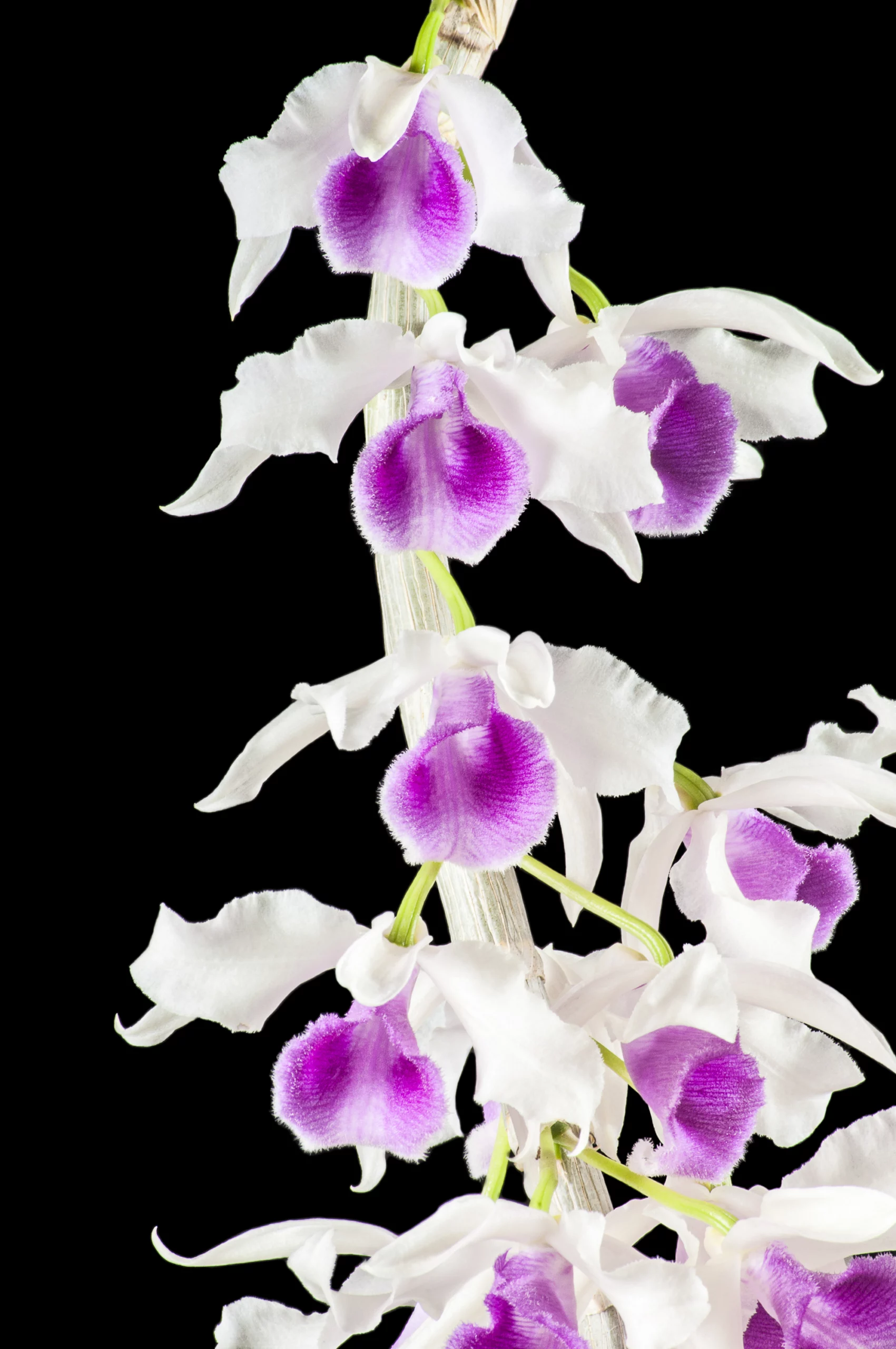 2016-17 Den. Yama's Delight 'Momilani' - Honolulu Orchid Society