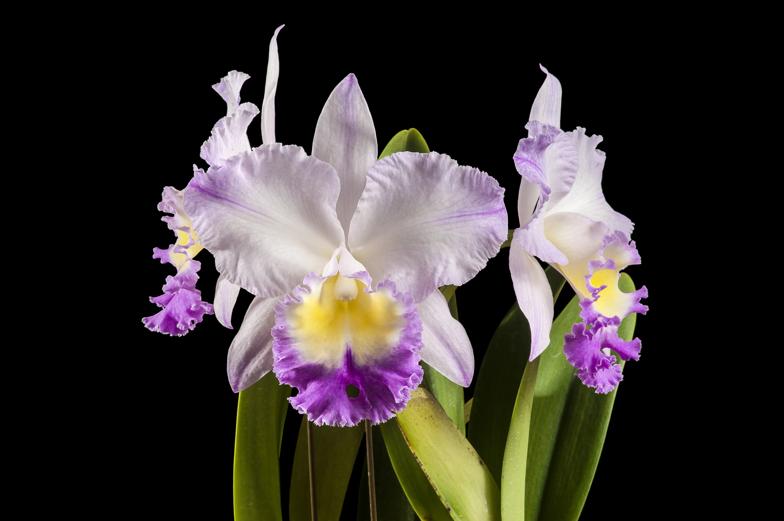 2016-39 Rlc. Sueno de Amor 'Lea' - Honolulu Orchid Society