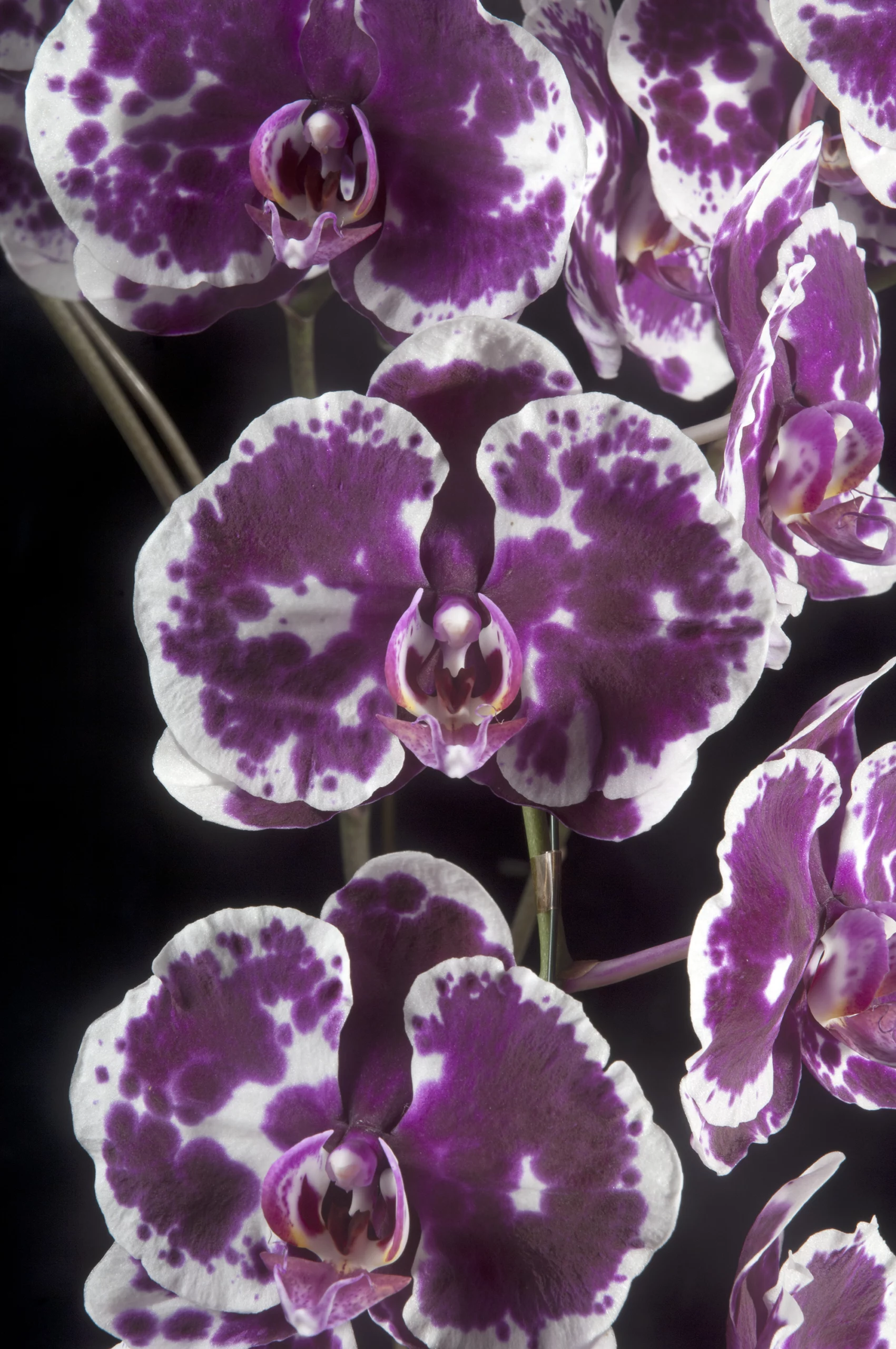 2017-04 Phal. Momilani Magic 'Travis' - Honolulu Orchid Society