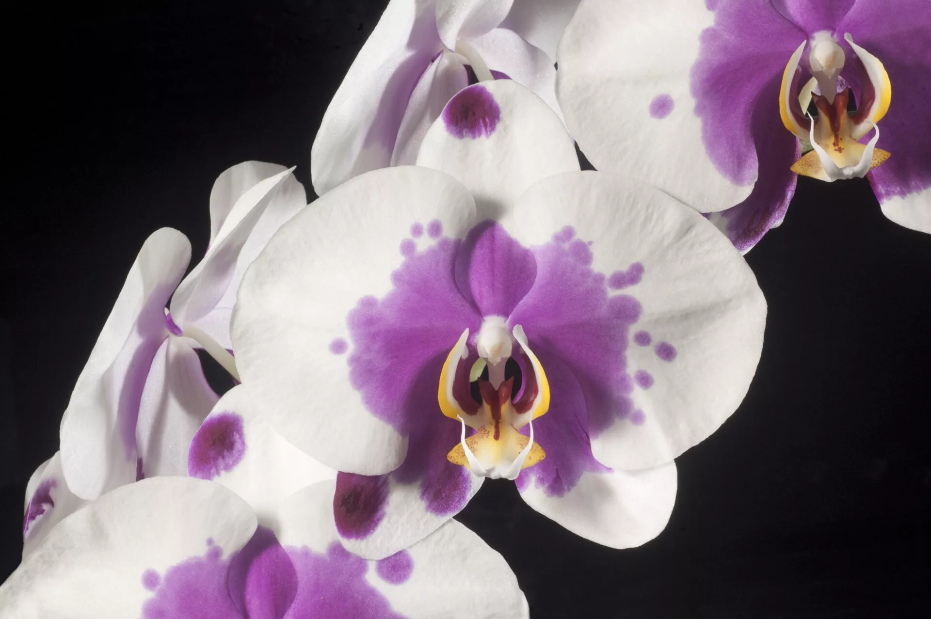 2018-13 Phal. Harlequin Glory 'Momilani' - Honolulu Orchid Society