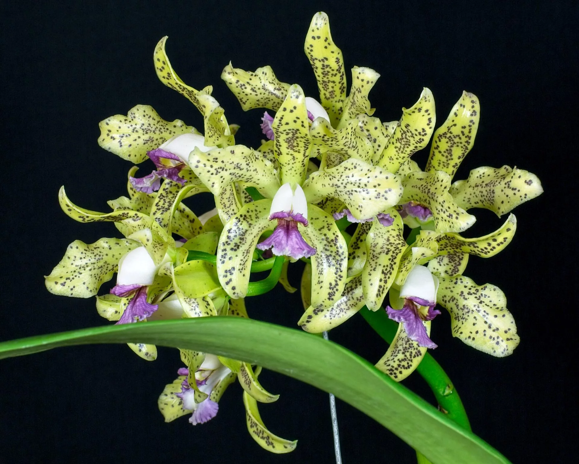 2021-10 C. Hawaiian Polka Dot 'Blue Leopard' - Honolulu Orchid Society