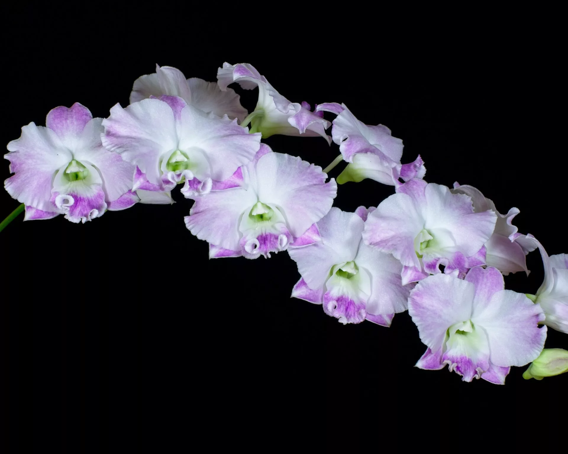 2021-11 Den. Anucha Flare 'Kogachi' - Honolulu Orchid Society