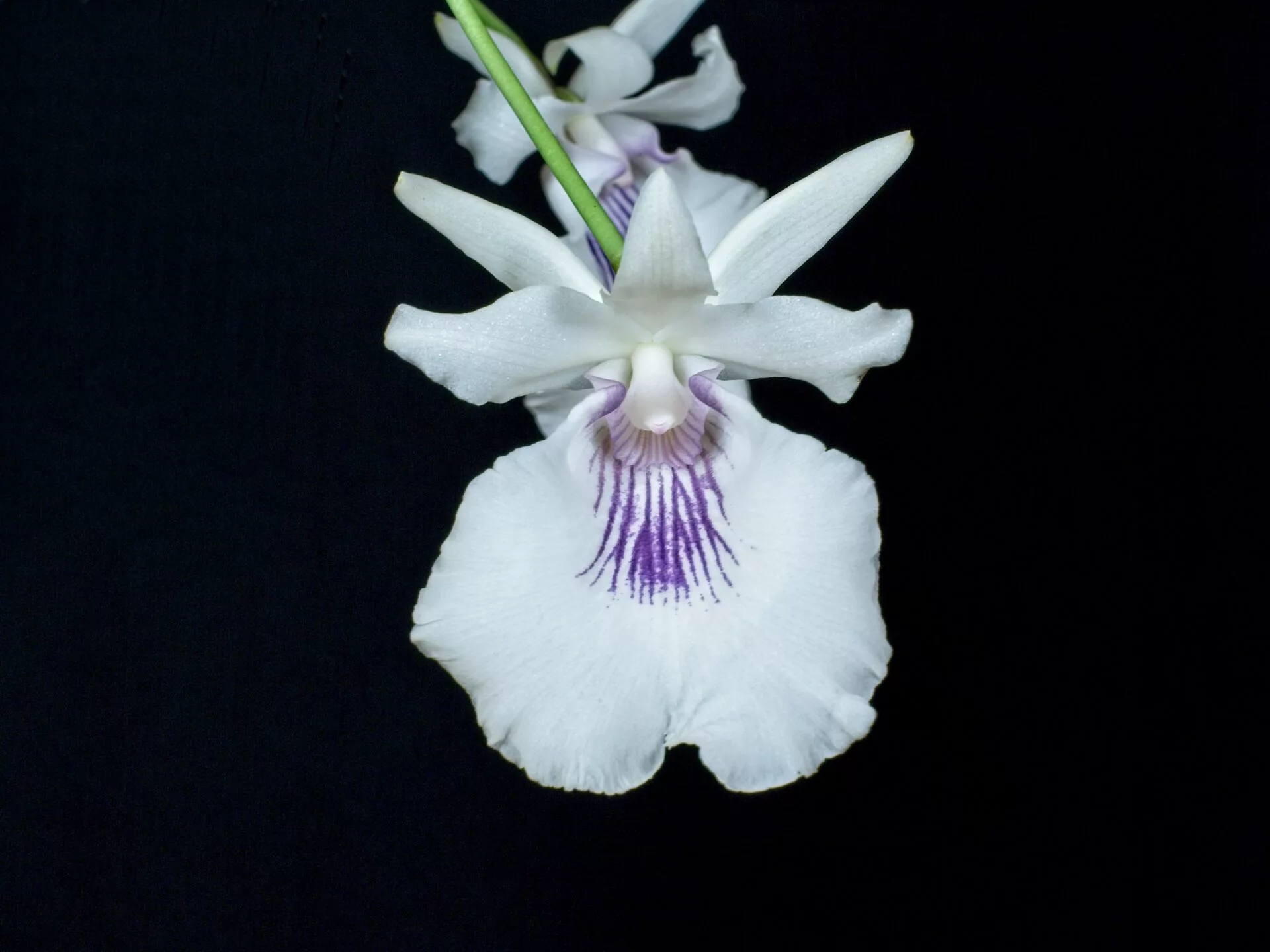 2021-22 W. amazonica 'Roy Tokunaga' - Honolulu Orchid Society
