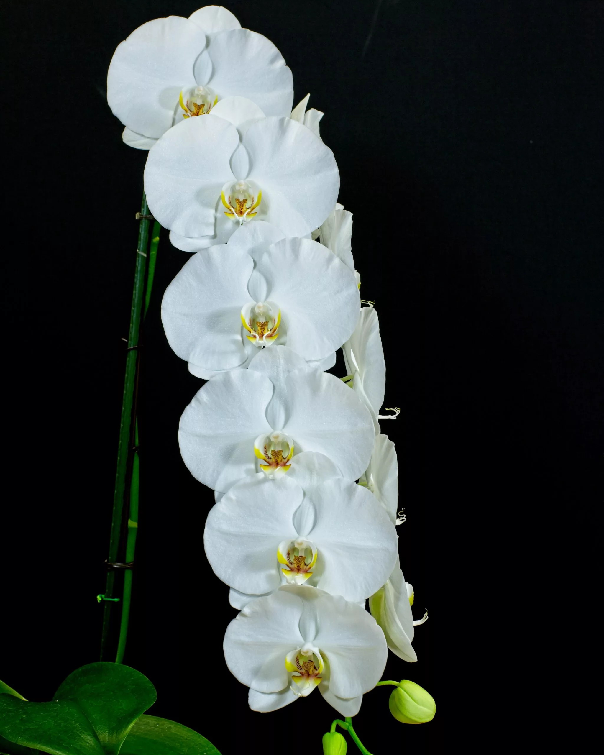 2022-03 Phal. Momilani Snow Prince 'Travis' - Honolulu Orchid Society