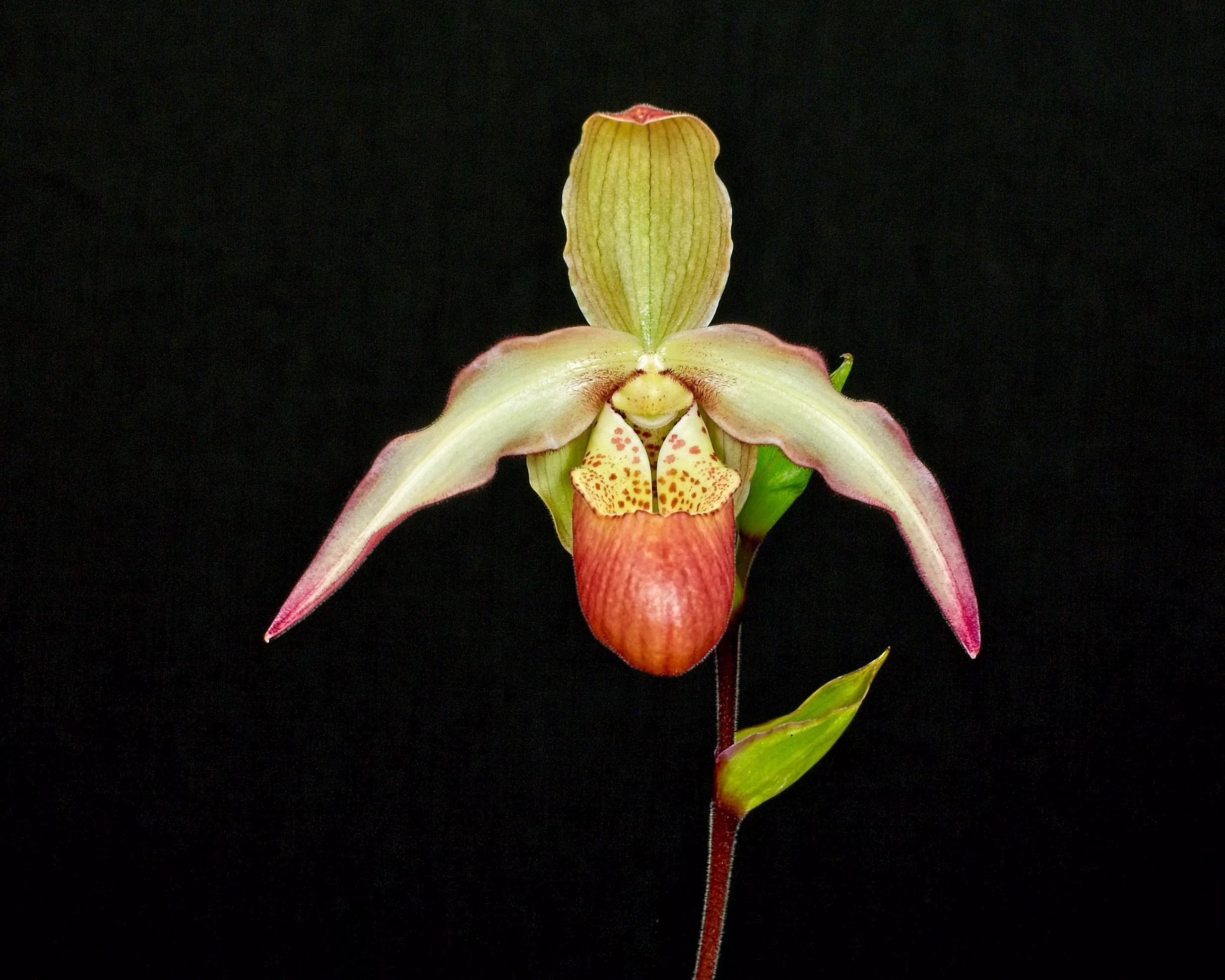 2022-47 Phrag. Antietam Creek 'Pacific Heights' - Honolulu Orchid Society