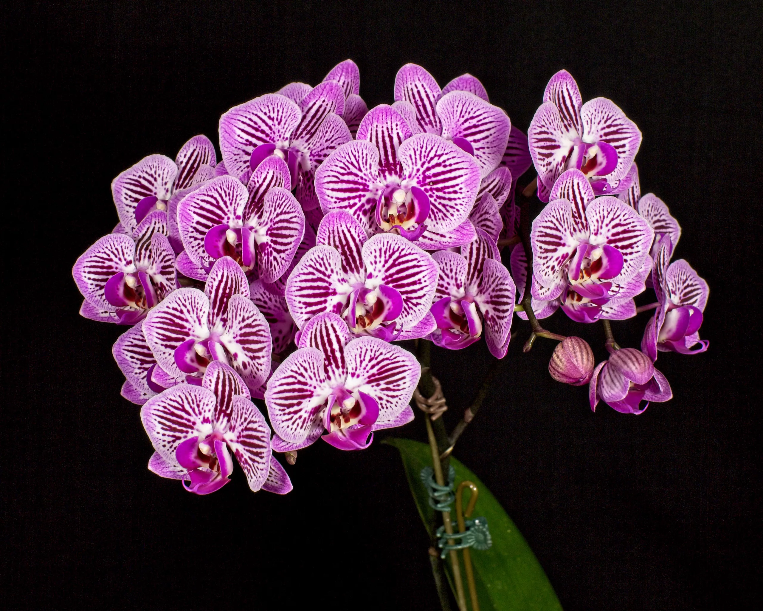 2023-14 Phal. Lioulin First 'Momilani' - Honolulu Orchid Society