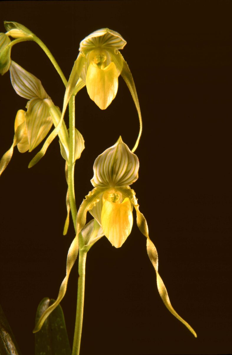 2006-06 Paph. philippinense f. album 'Ebby' - Honolulu Orchid Society