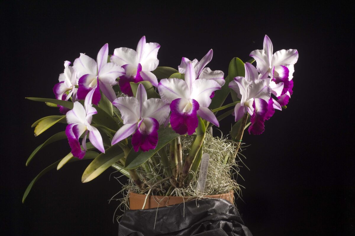 2009-01 C. Memoria Robert Strait 'Islander Delights' - Honolulu Orchid ...