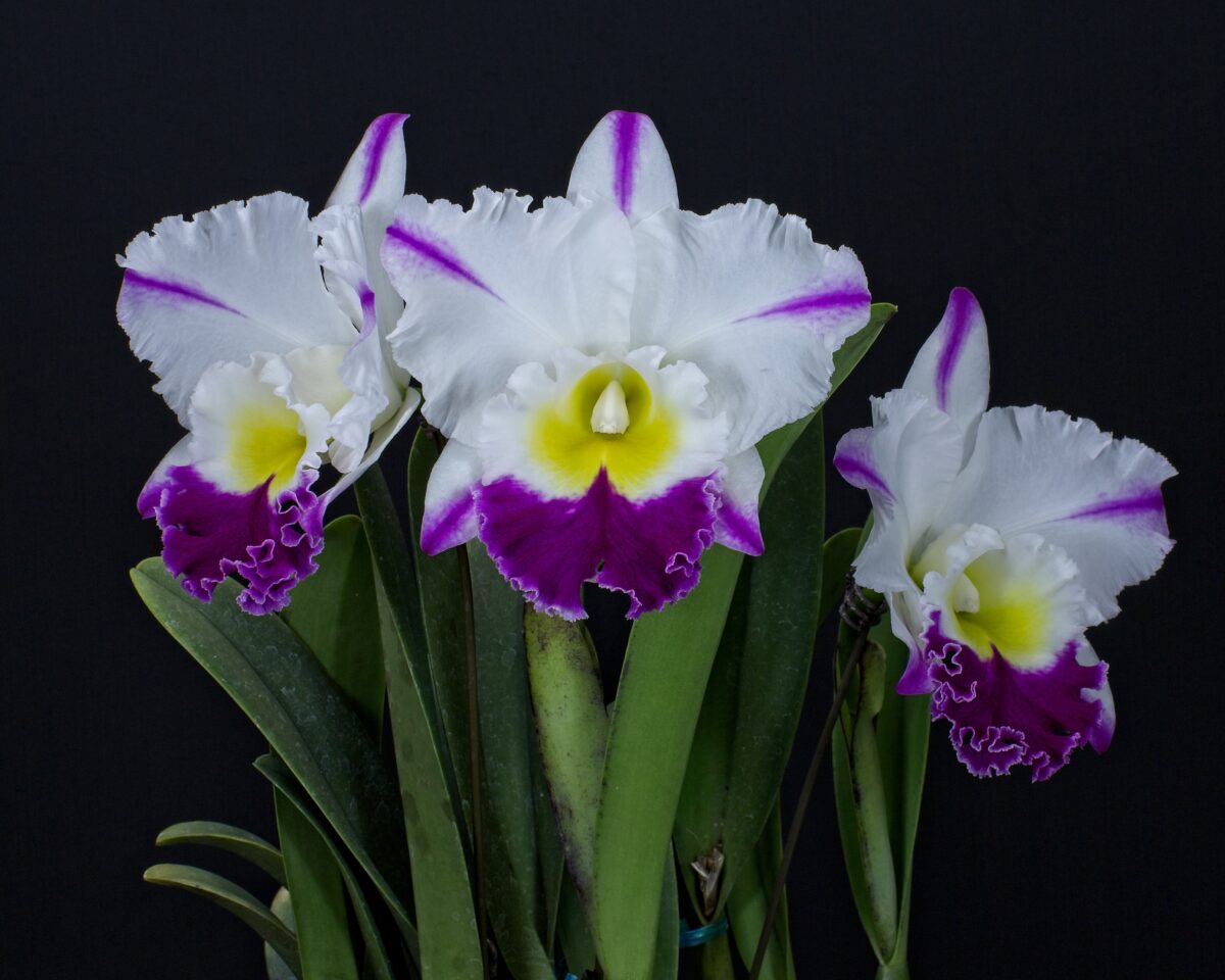 2024-54 Rlc. Momilani Classic 'Encore' - Honolulu Orchid Society