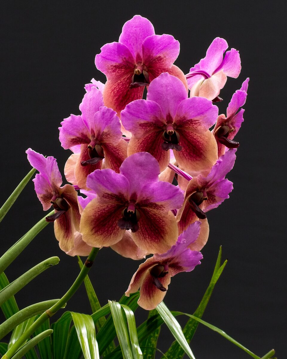 2025-10 Pda. Reverend Masao Yamada 'Dynasty' - Honolulu Orchid Society