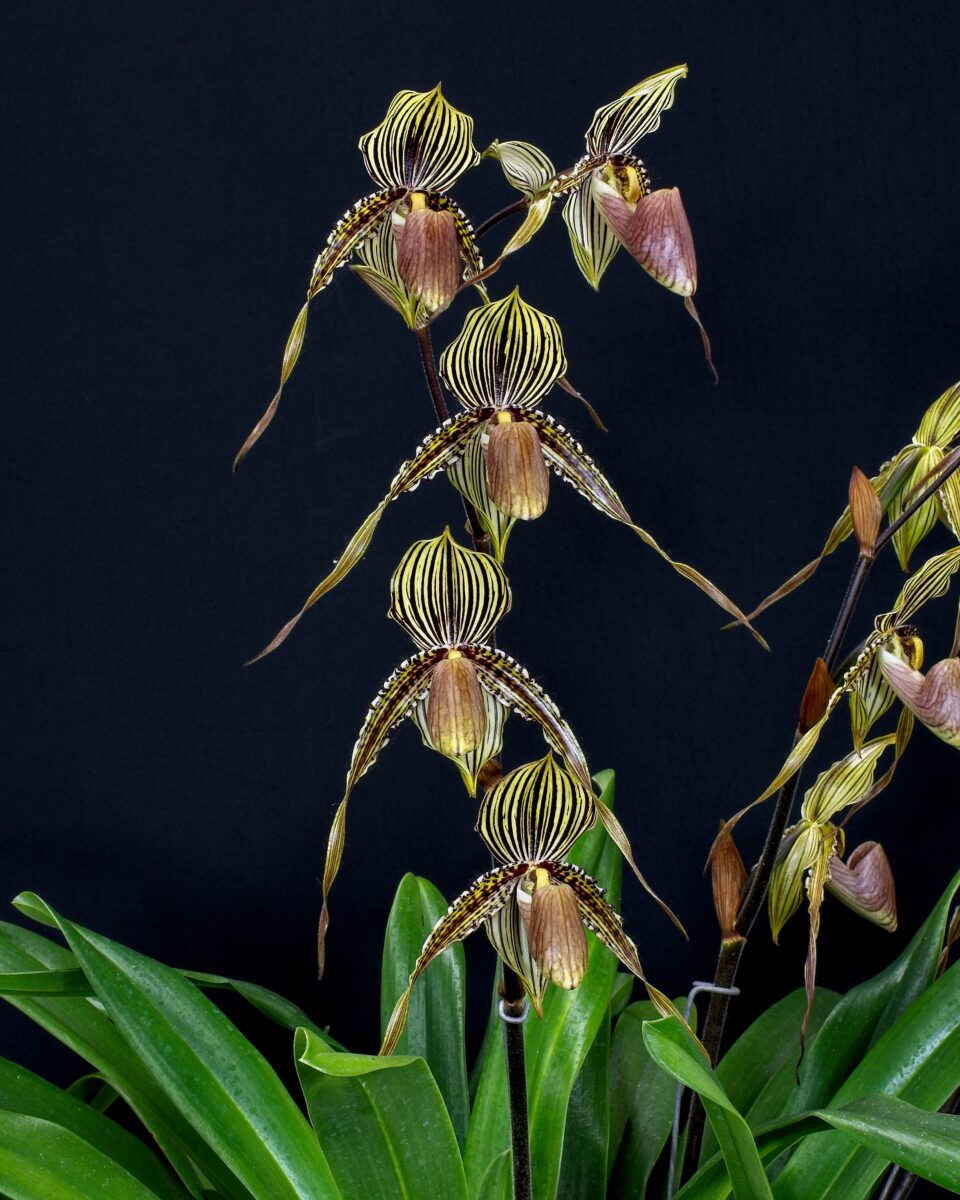 2025-14 Paph. Susan Booth 'Nuuanu' - Honolulu Orchid Society